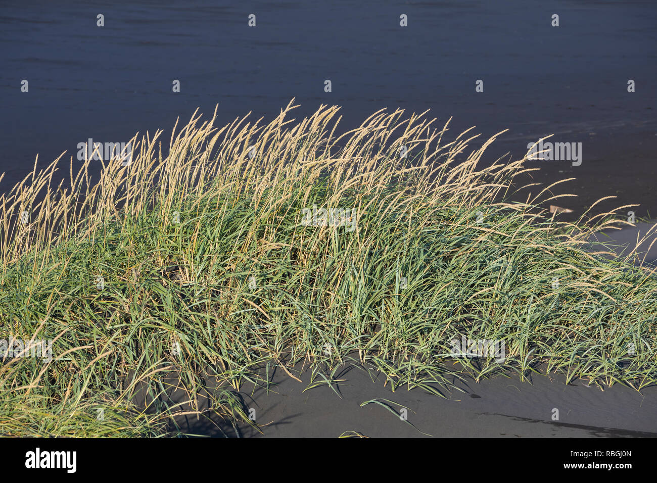 Le seigle de mer Banque de photographies et d’images à haute résolution ...