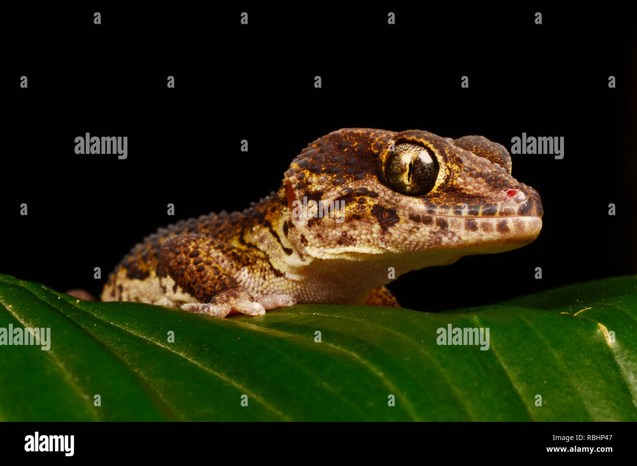 Gecko à queue grasse malgache Banque de photographies et d’images à ...
