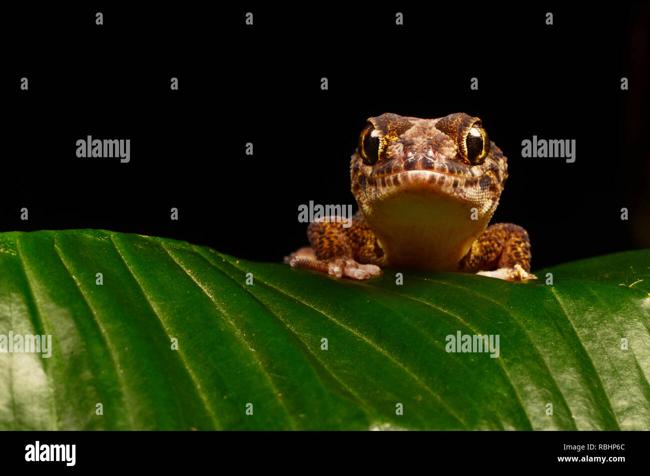 Gecko à queue grasse malgache Banque de photographies et d’images à ...