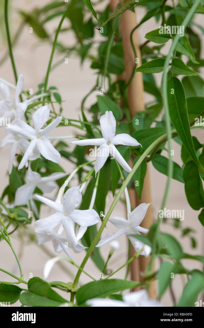 Jasmine jasminum officinale Banque de photographies et d’images à haute ...