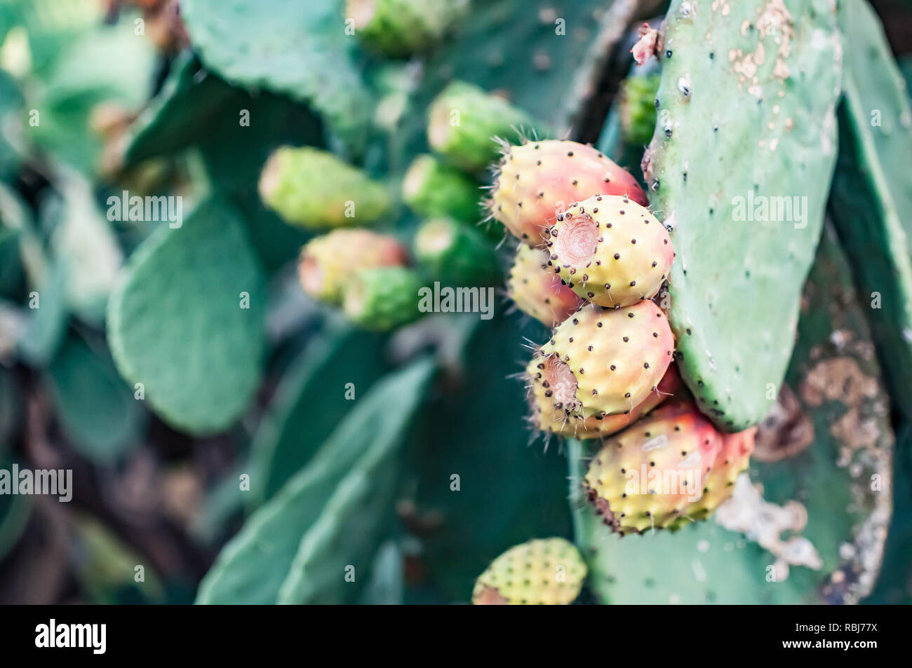 Epineux fruit jaune tropical Banque de photographies et d’images à ...