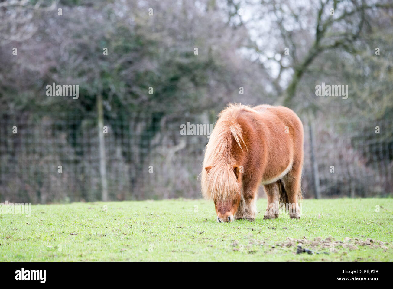 Petit cheval Banque de photographies et d’images à haute résolution - Alamy