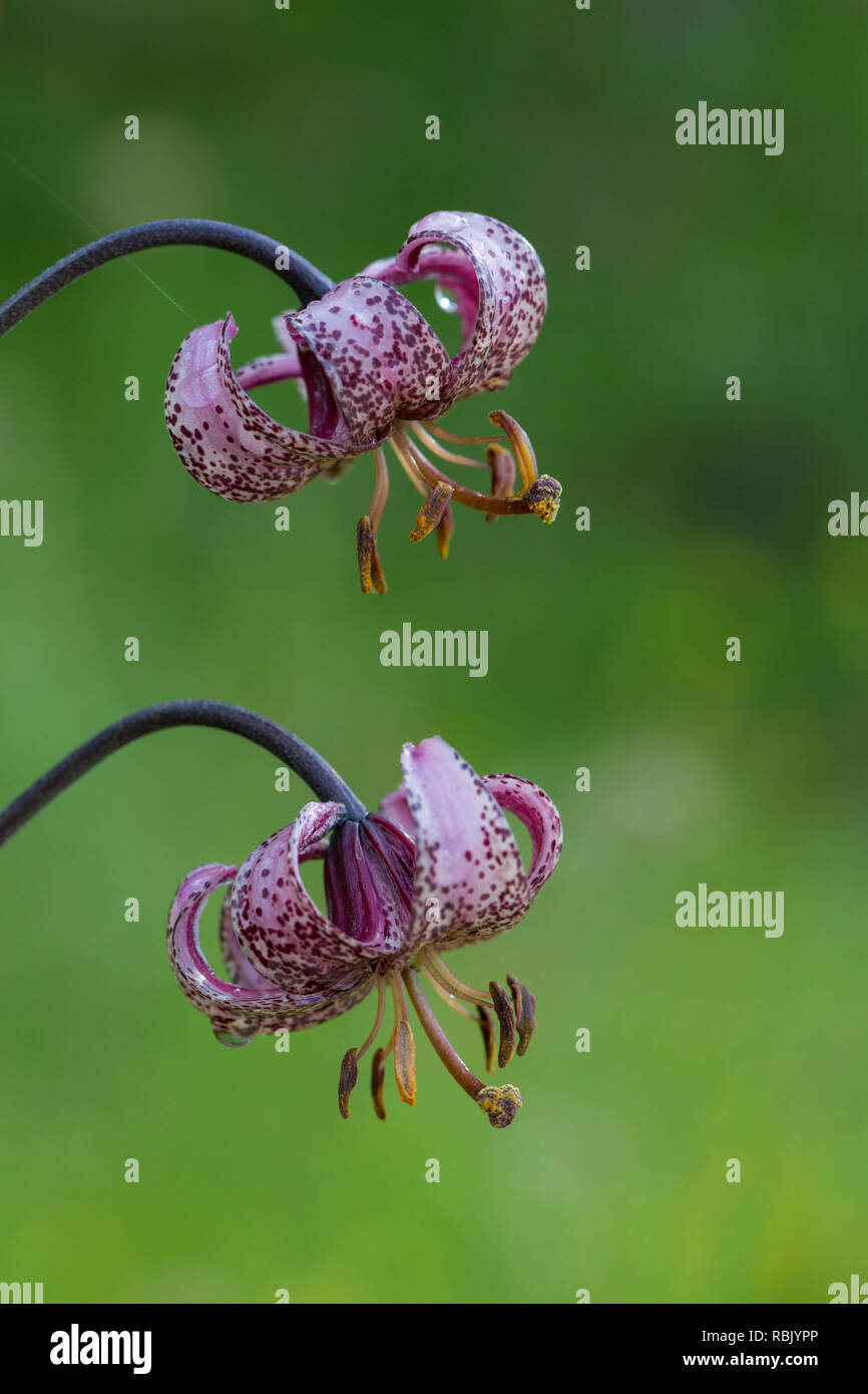 Sultan lily Banque de photographies et d’images à haute résolution - Alamy