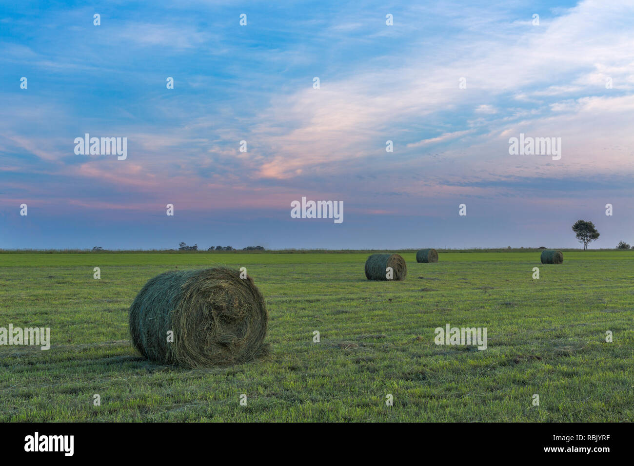 Fourrage vert Banque de photographies et d’images à haute résolution ...