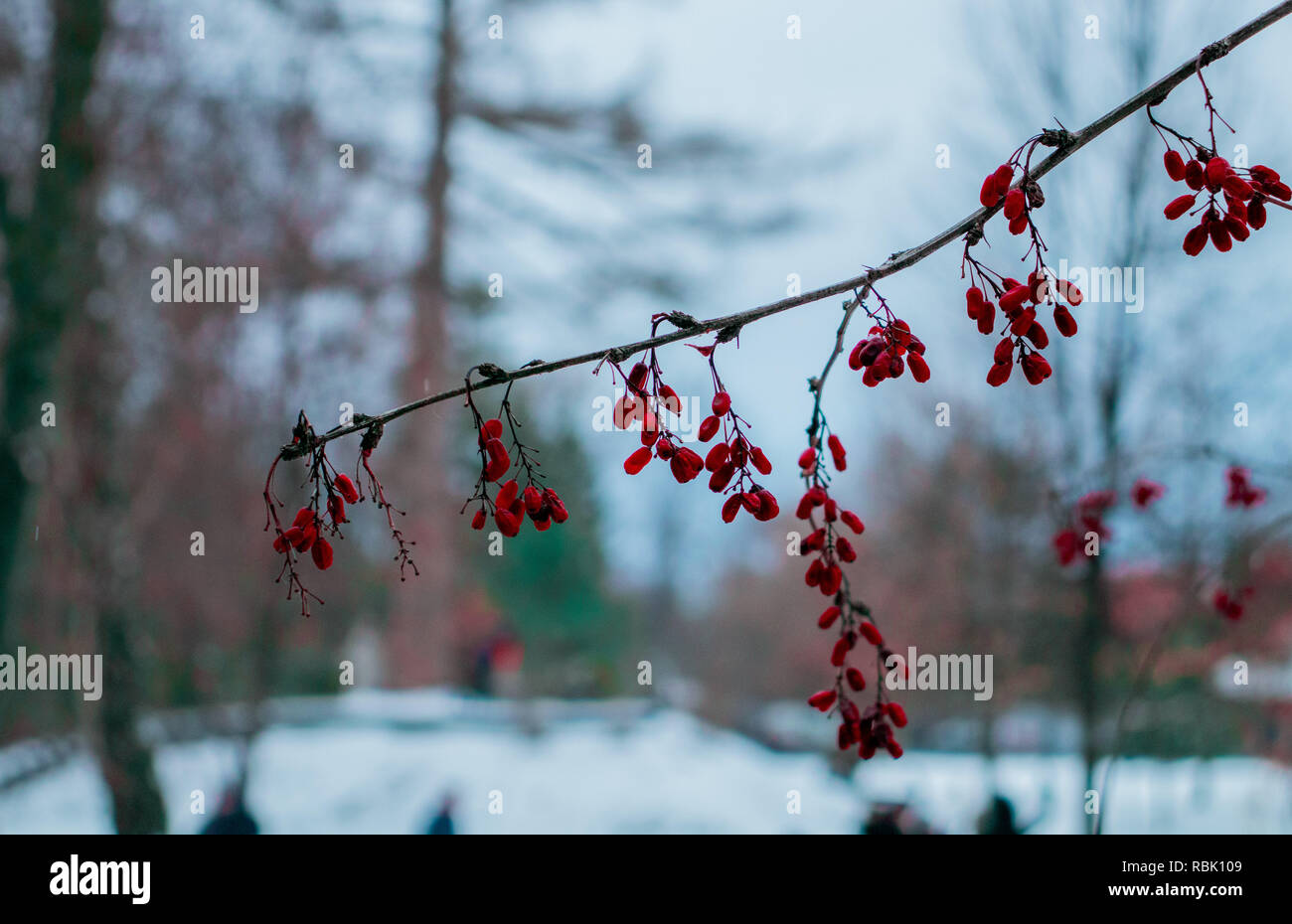 Fruits rouges de montagne Banque de photographies et d’images à haute ...