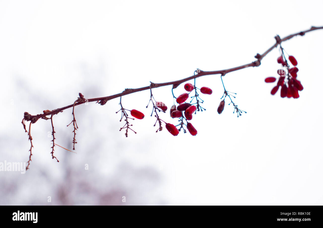 Forêt rouge Banque de photographies et d’images à haute résolution - Alamy