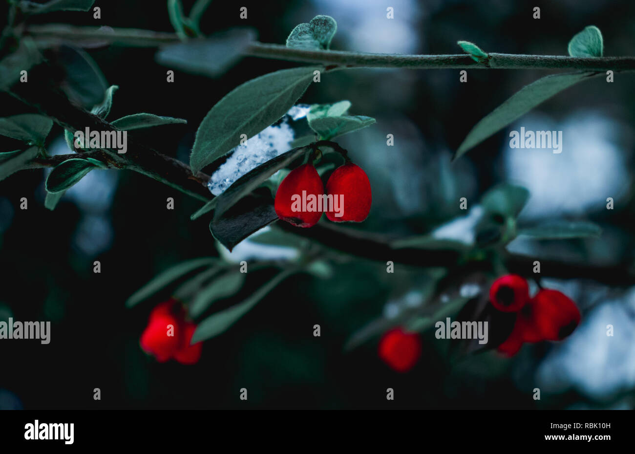 Forêt rouge Banque de photographies et d’images à haute résolution - Alamy