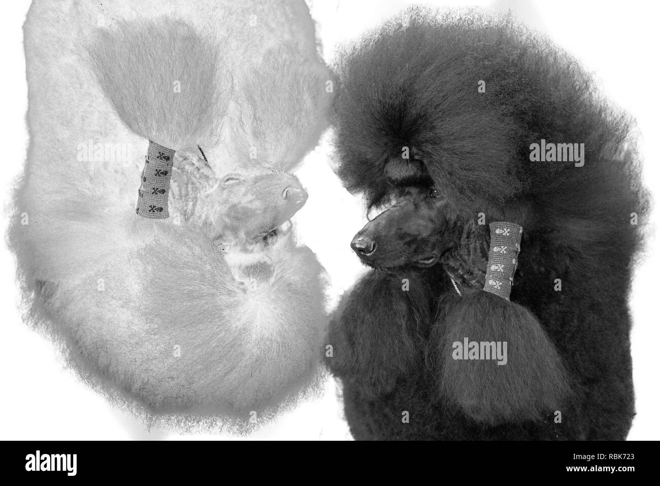 Animal yin yang Banque d'images noir et blanc - Alamy