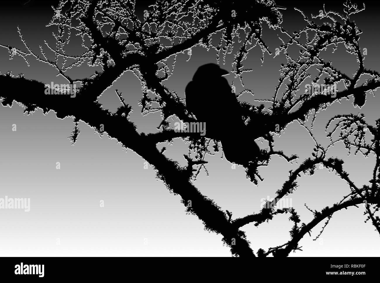 Crow silhouette tree Banque de photographies et d’images à haute ...