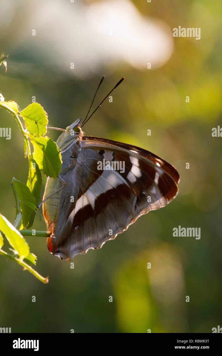 Purple Emperor papillon Apatura isis)- femelle sur ROSIER .partie de ...