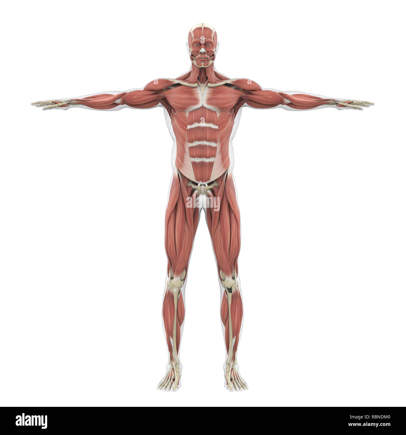 Le système musculaire de l'illustration Photo Stock - Alamy