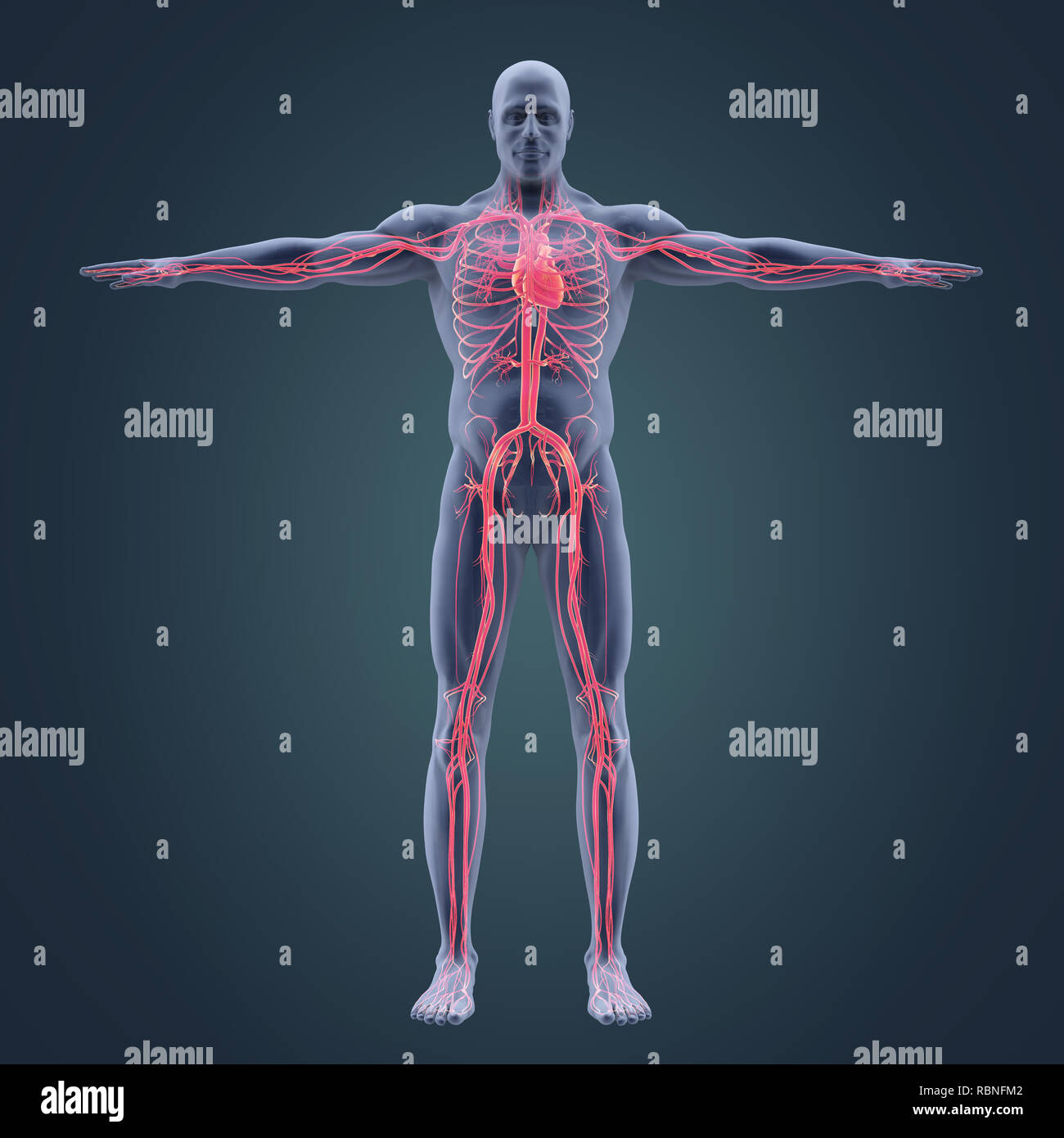 Sistema circulatorio humano Banque de photographies et d’images à haute ...
