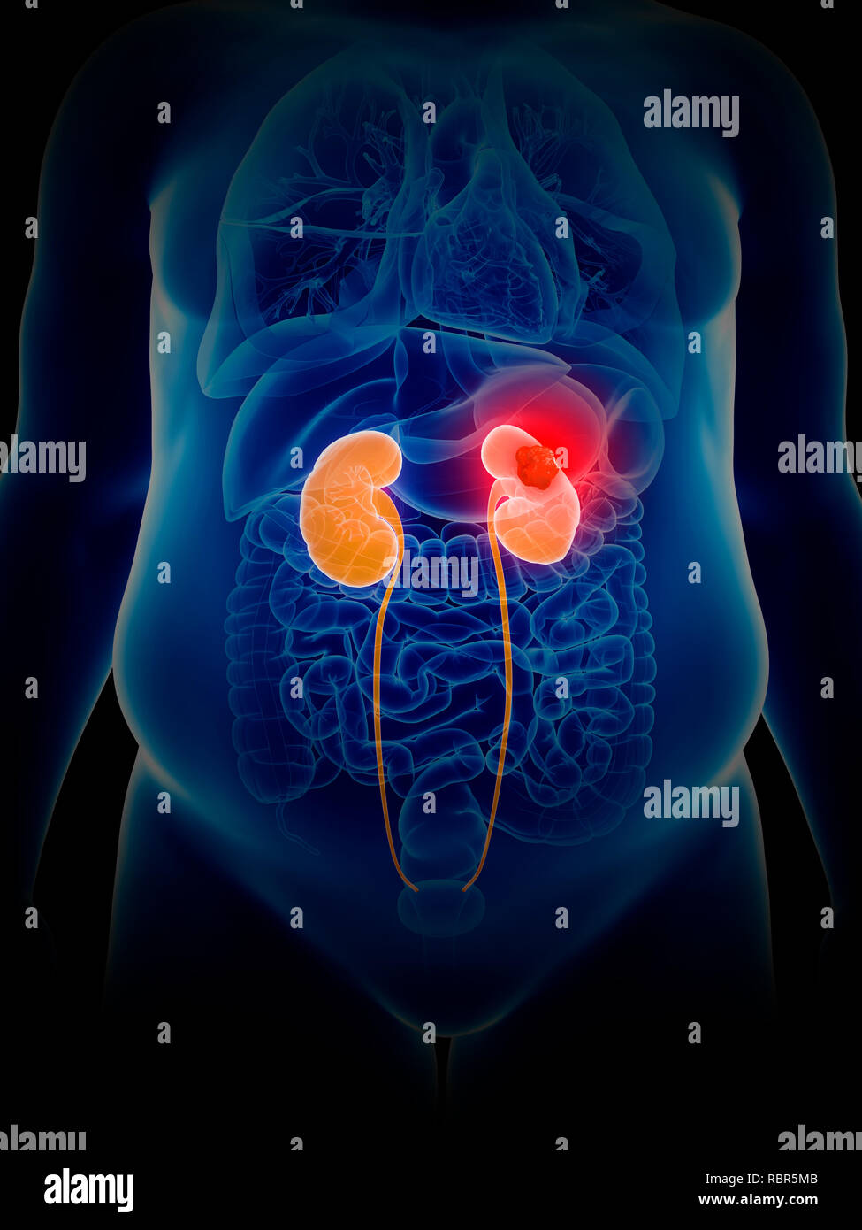 Biología del cuerpo humano Banque de photographies et d’images à haute ...