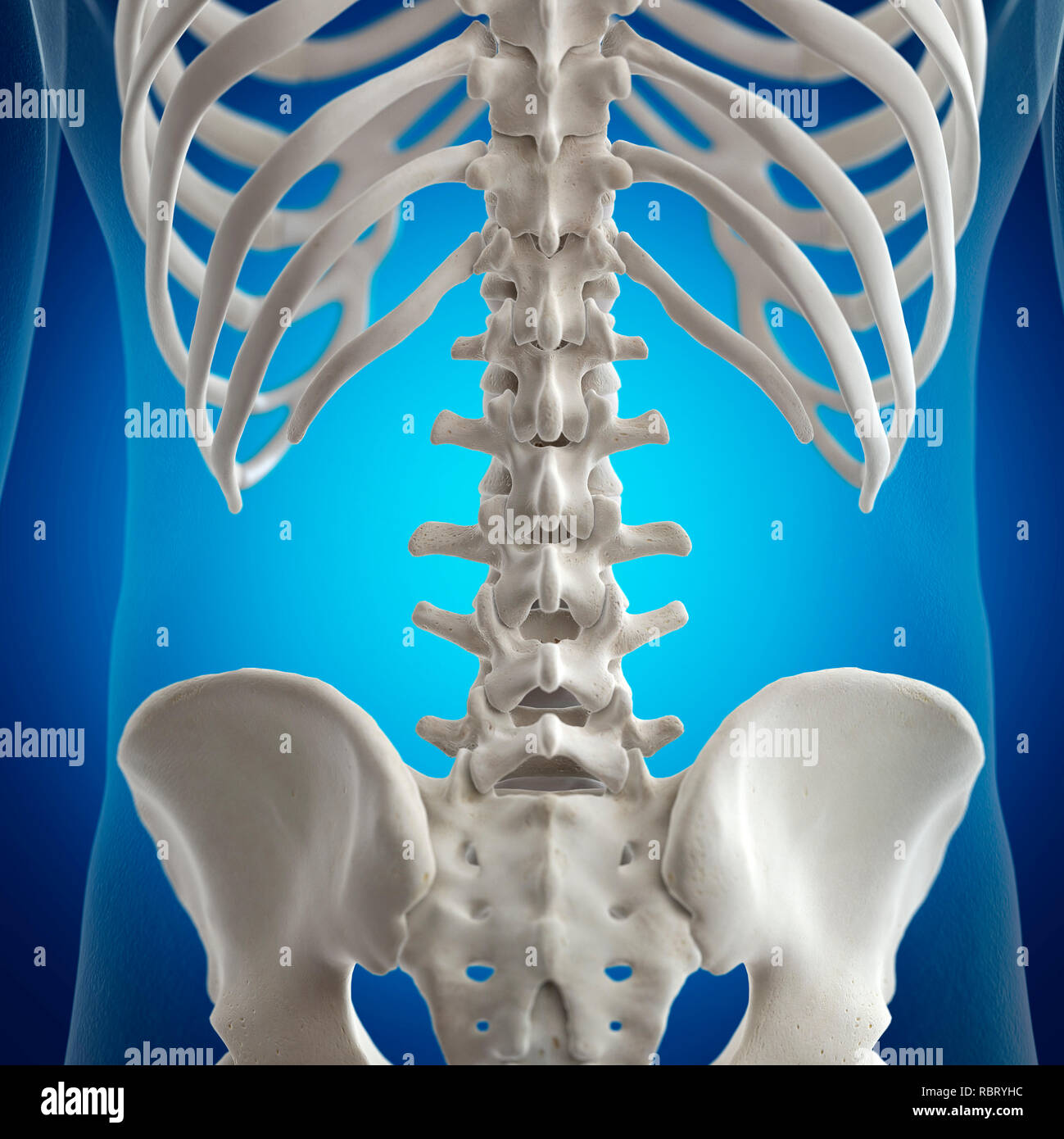 Courbure lombaire Banque de photographies et d’images à haute ...