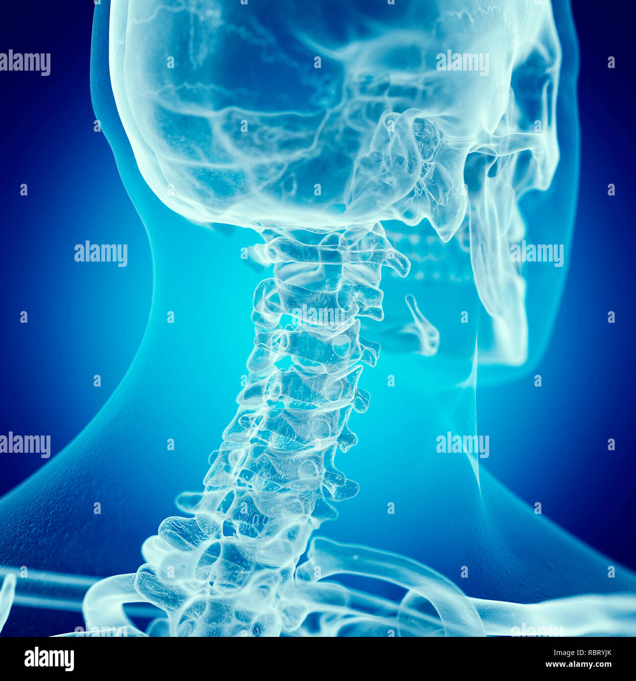 Cervical curvature Banque de photographies et d’images à haute ...