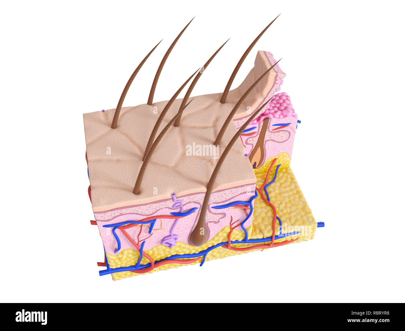 Human skin anatomy diagram Banque de photographies et d’images à haute ...