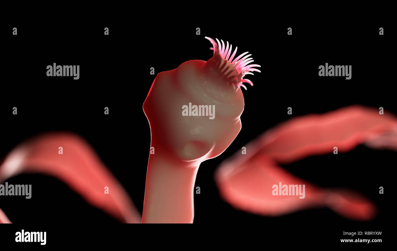 A parasitic tapeworm Banque de photographies et d’images à haute ...