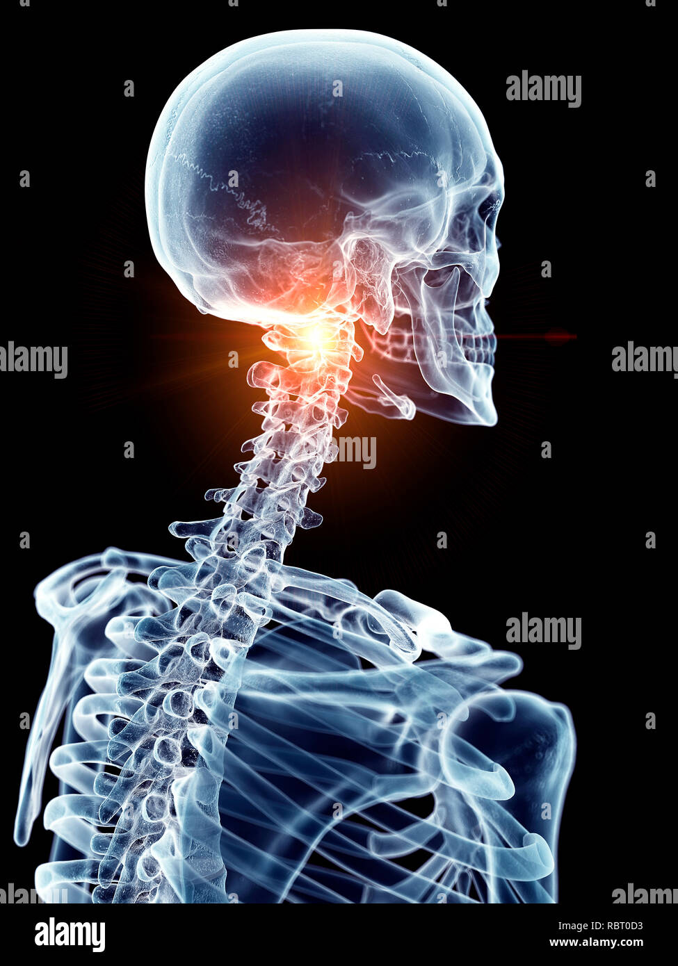 Cervicale squelette anatomie Banque de photographies et d’images à ...