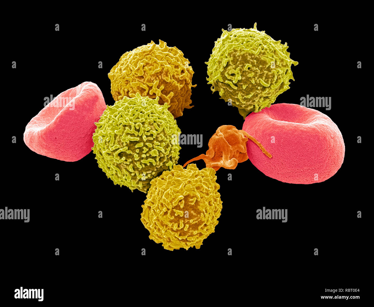 Les cellules sanguines. Couleur de l'analyse des électrons ...