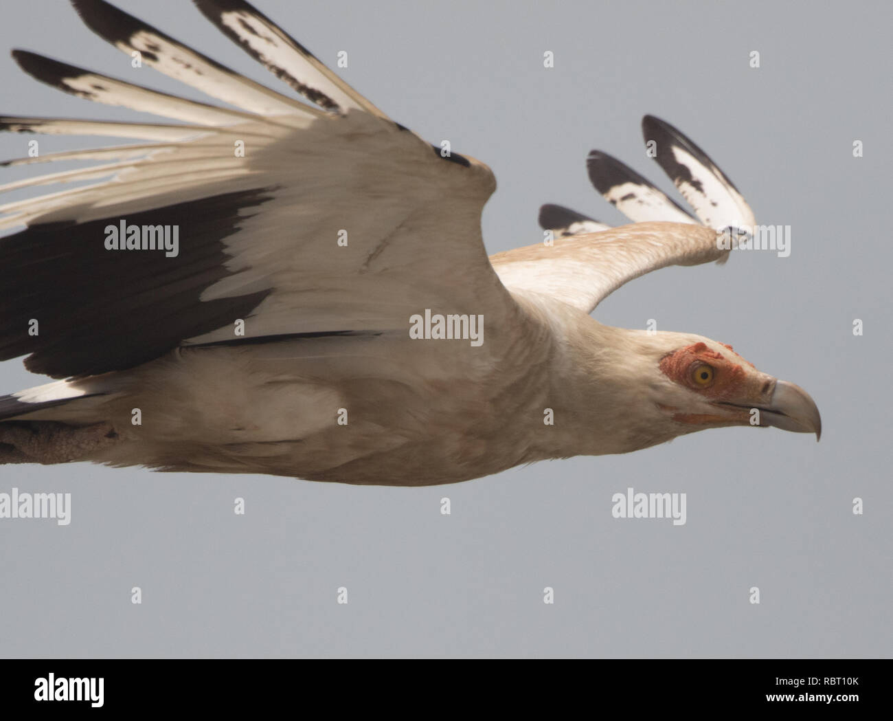 Vautour palmiste Banque de photographies et d’images à haute résolution ...