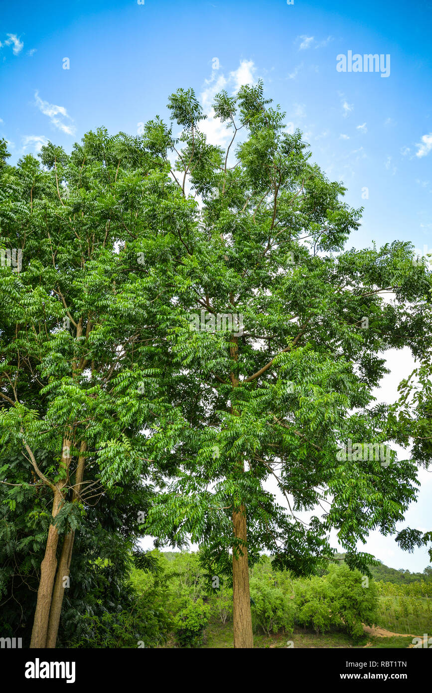 Neem tree Banque de photographies et d’images à haute résolution - Alamy