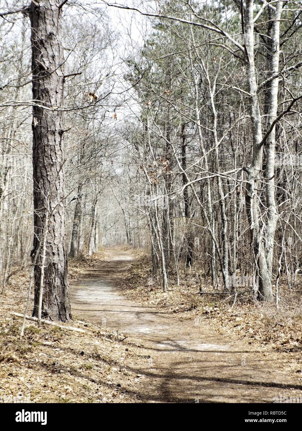 Une promenade dans les bois Banque de photographies et d’images à haute ...