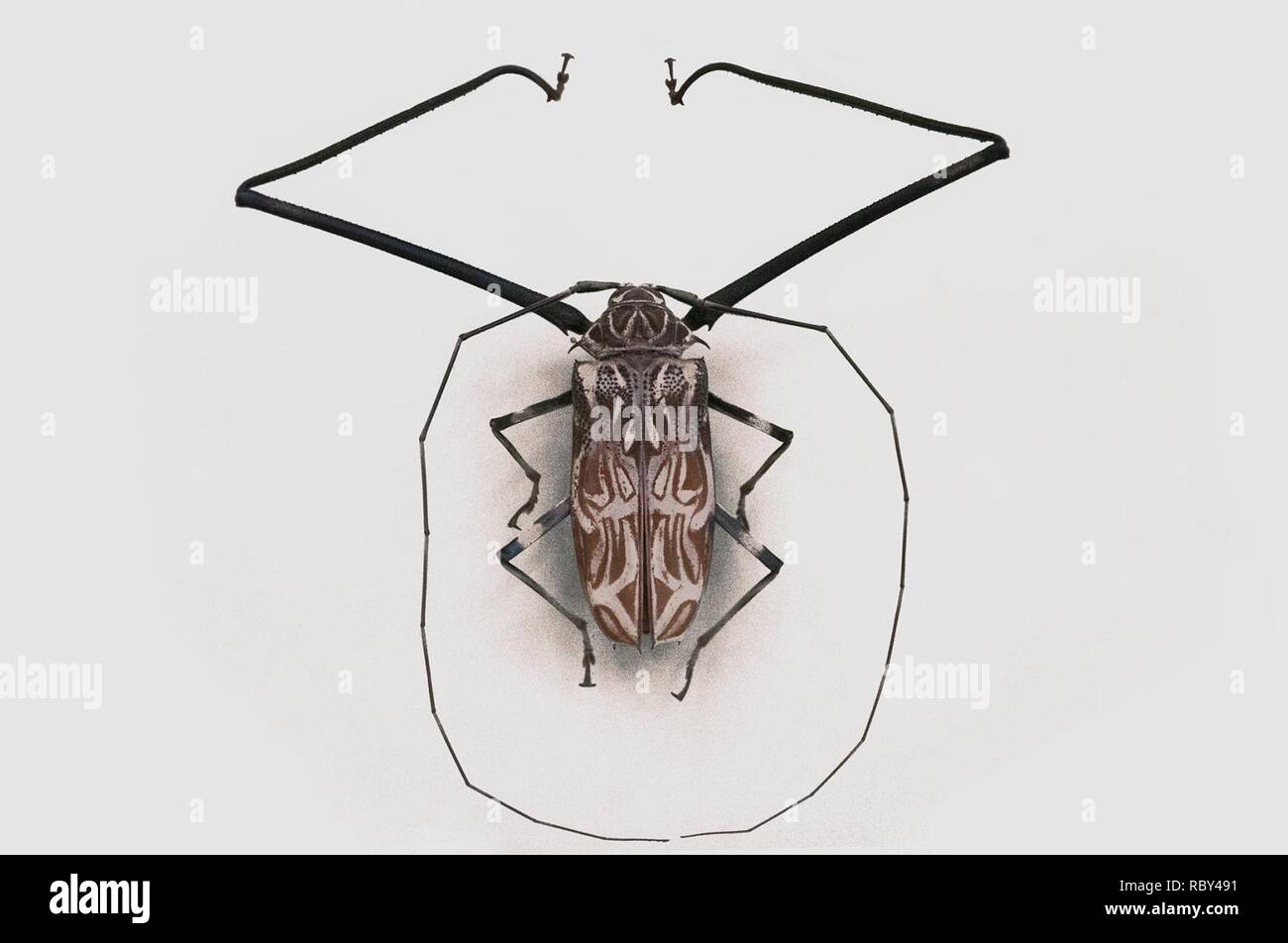 Acrocinus longimanus Banque de photographies et d’images à haute ...