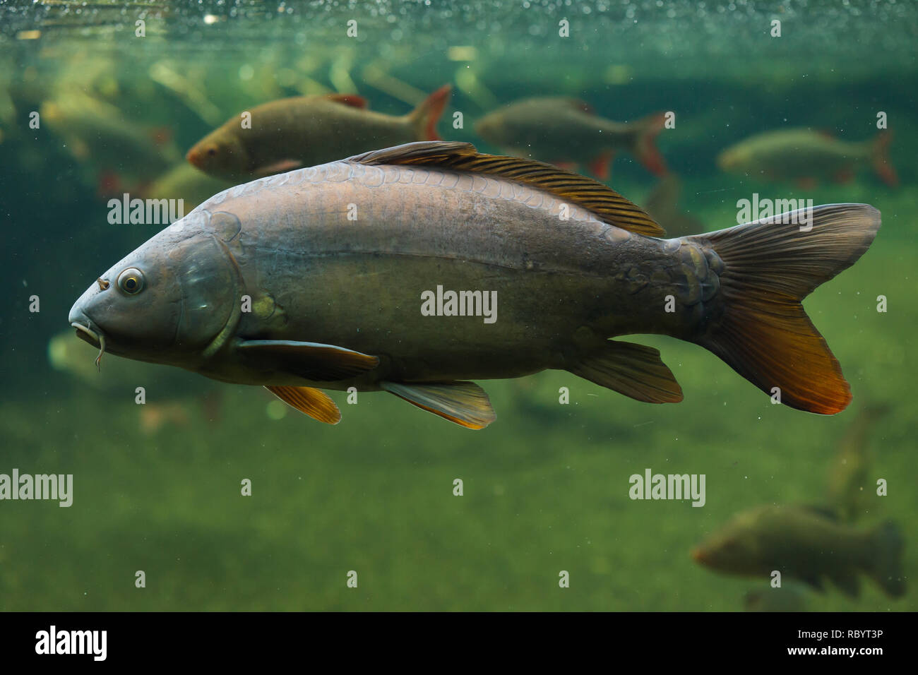 Mirror carp cyprinus carpio Banque de photographies et d’images à haute ...