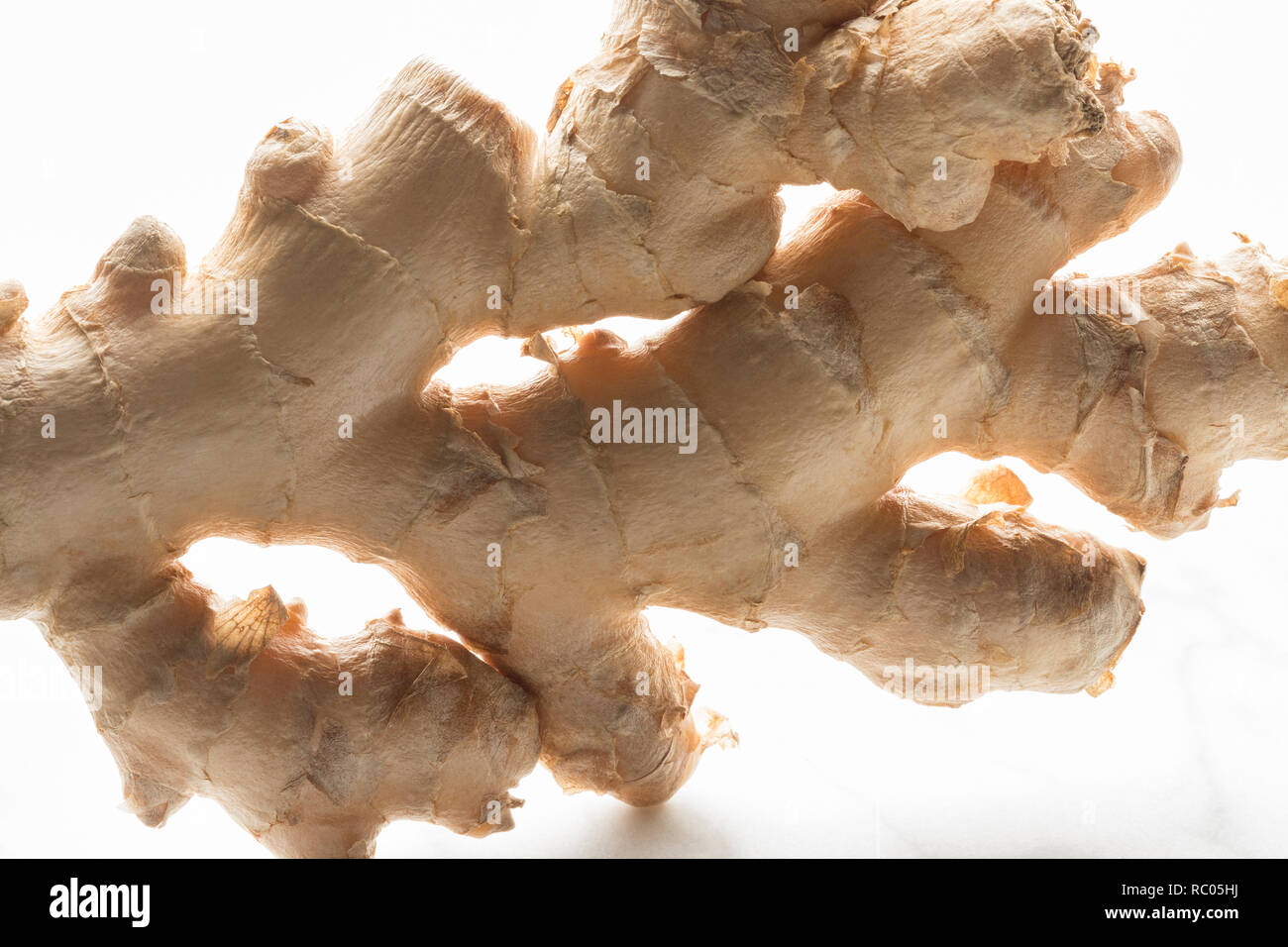 Racine De Gingembre Zingiber Officinale Banque d'image et photos - Alamy