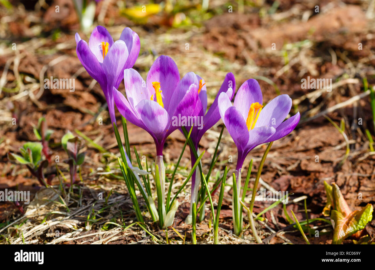 Fleurs de couleur pourpre violet Crocus heuffelianus (Crocus vernus ...