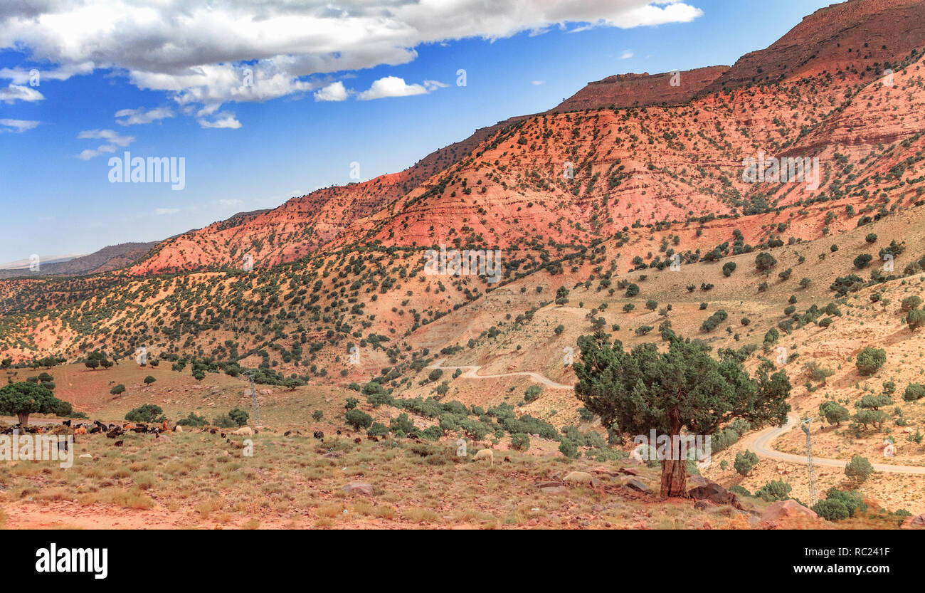 Argan tree desert morocco Banque de photographies et d’images à haute ...
