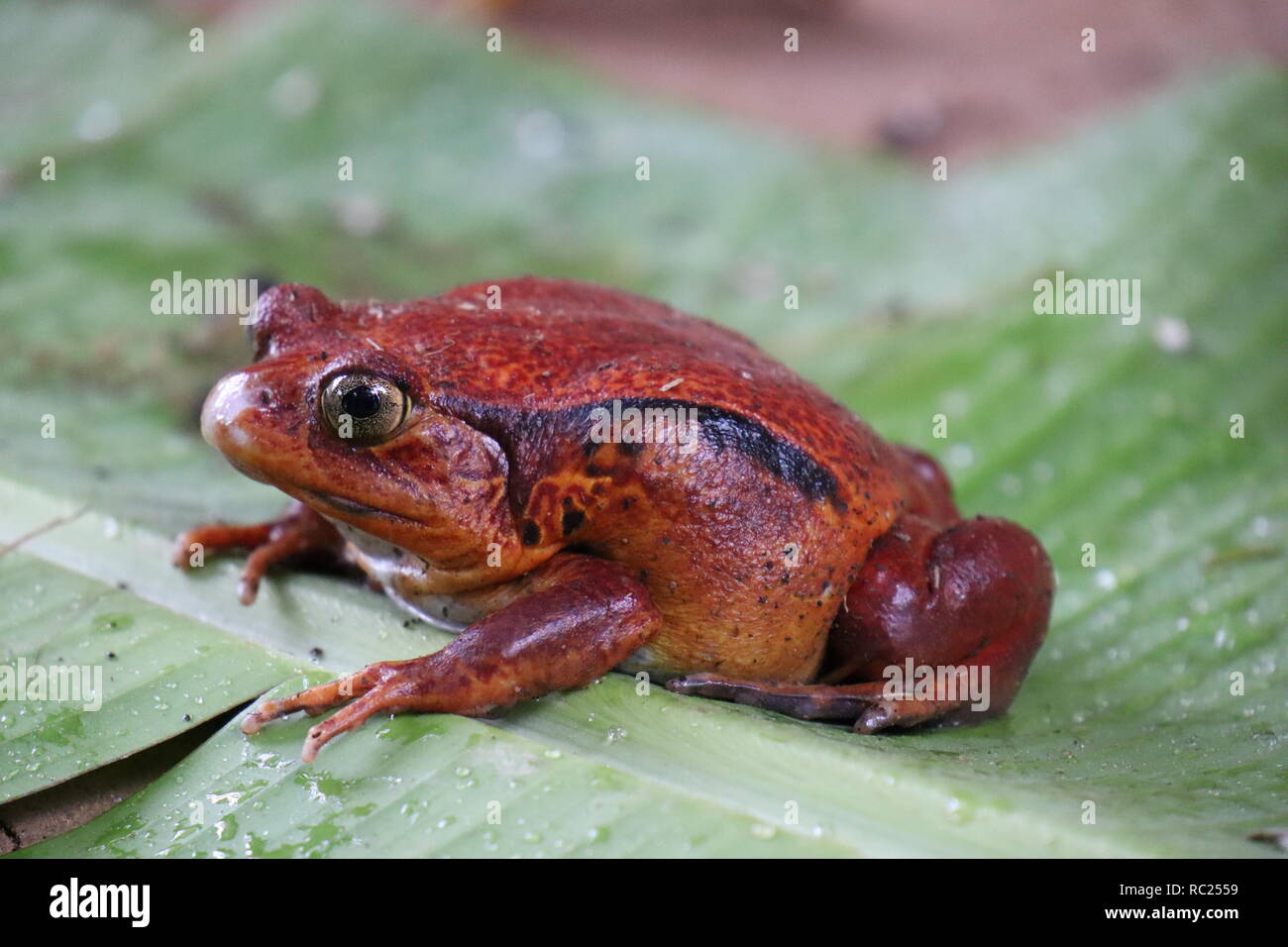 Madagascar tomato frog Banque de photographies et d’images à haute ...