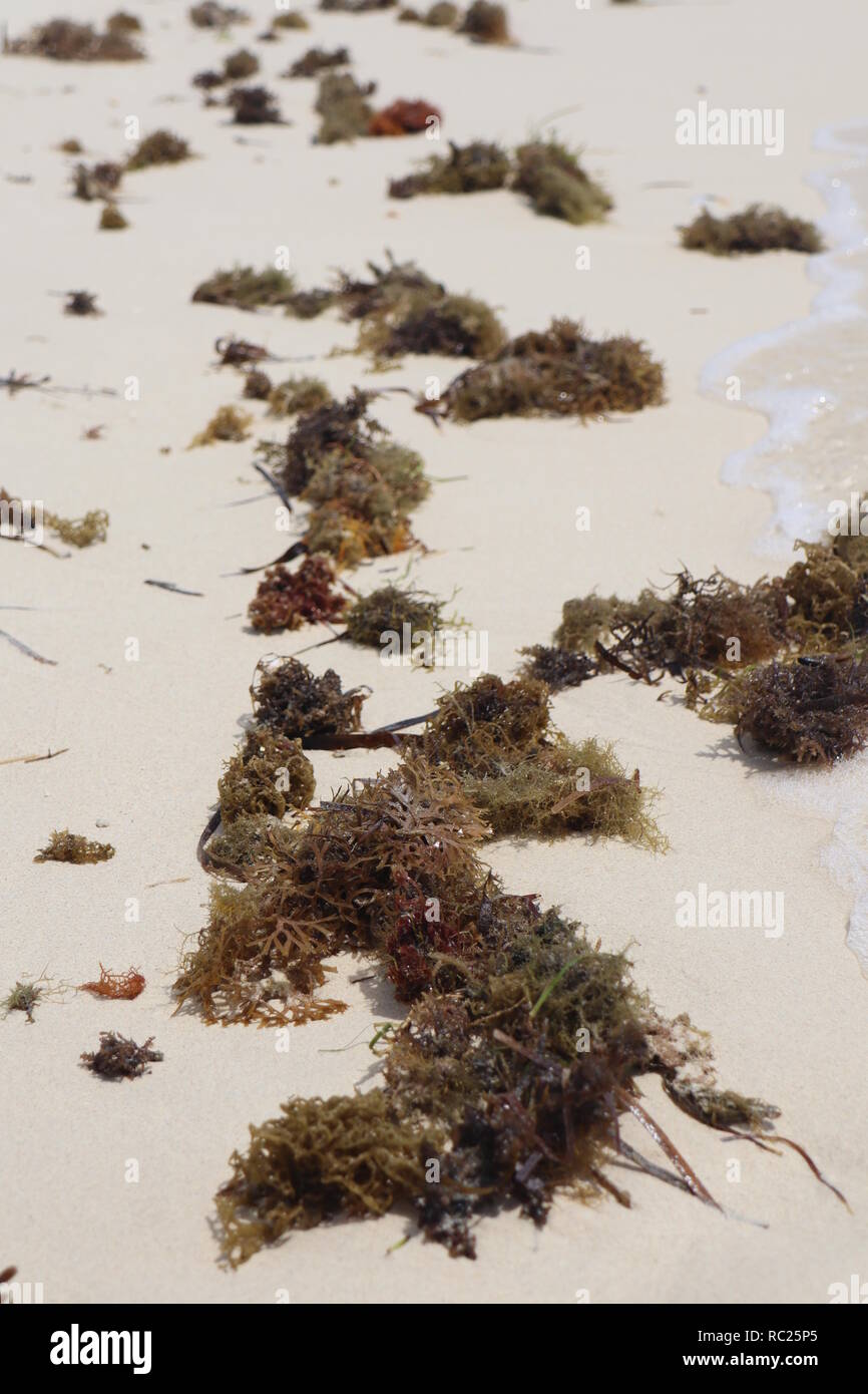 Toamasina madagascar Banque de photographies et d’images à haute ...