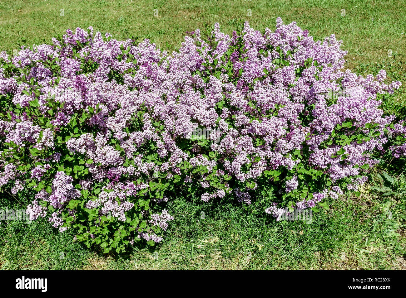 Lilas nain Banque de photographies et d’images à haute résolution - Alamy