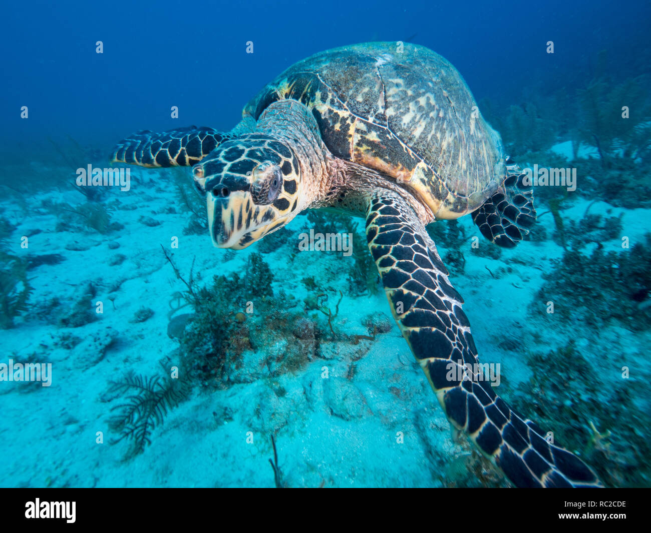 Cuba turtle Banque de photographies et d’images à haute résolution - Alamy