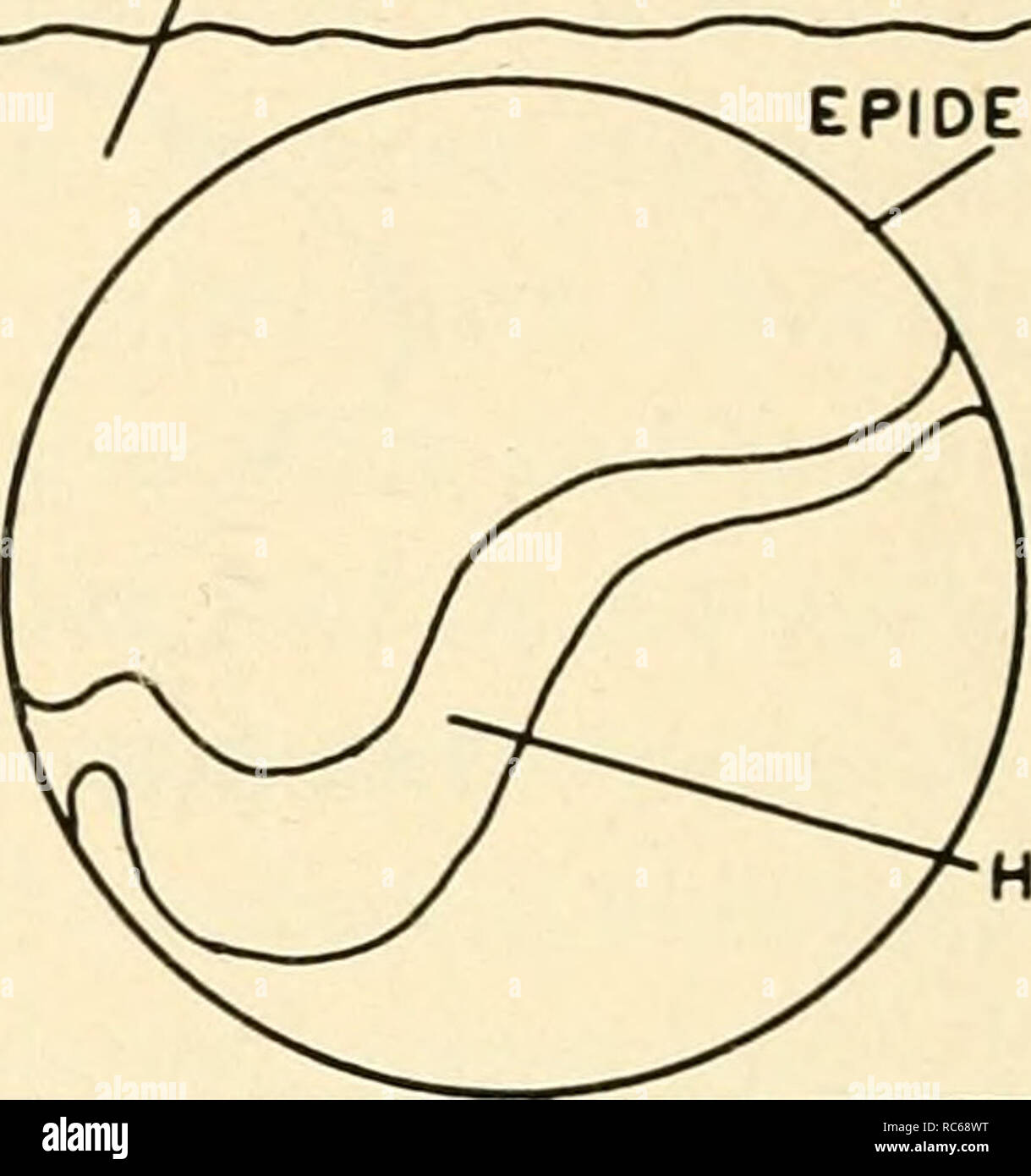 . L'embryologie. L'embryologie embryologie ; ; généalogie. SOLUTION DE ...