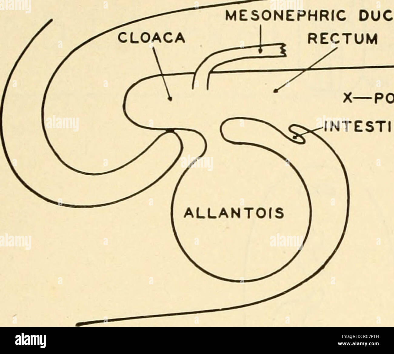 . L'embryologie. L'embryologie embryologie ; ; généalogie. L'intestin ...