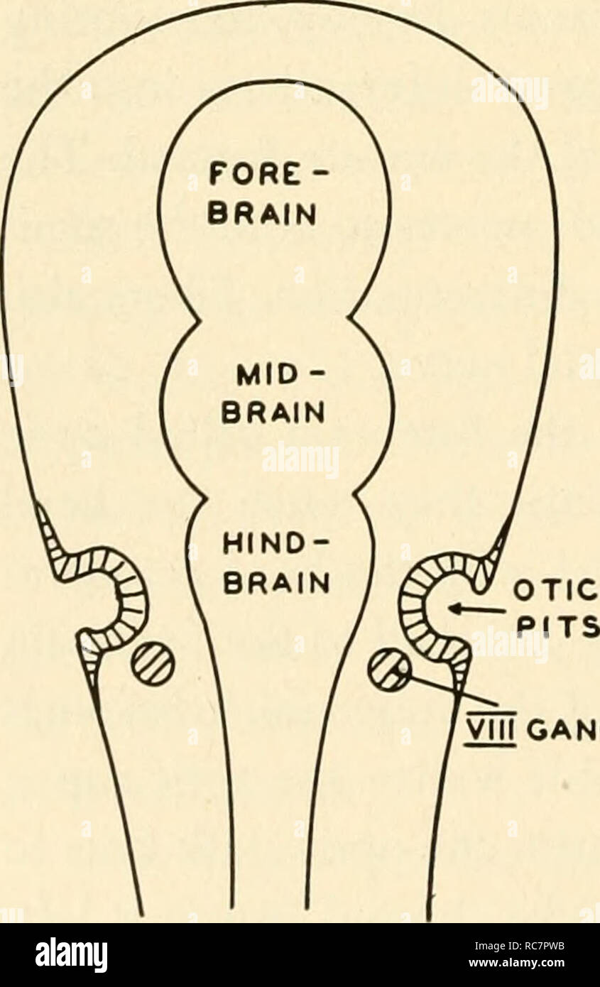 . L'embryologie. L'embryologie embryologie ; ; généalogie. L'épithélium ...