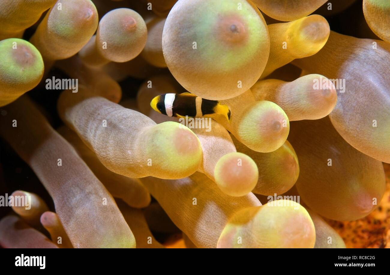 Mer Rouge à bandes ou deux poissons clowns, poisson clown (Amphiprion ...
