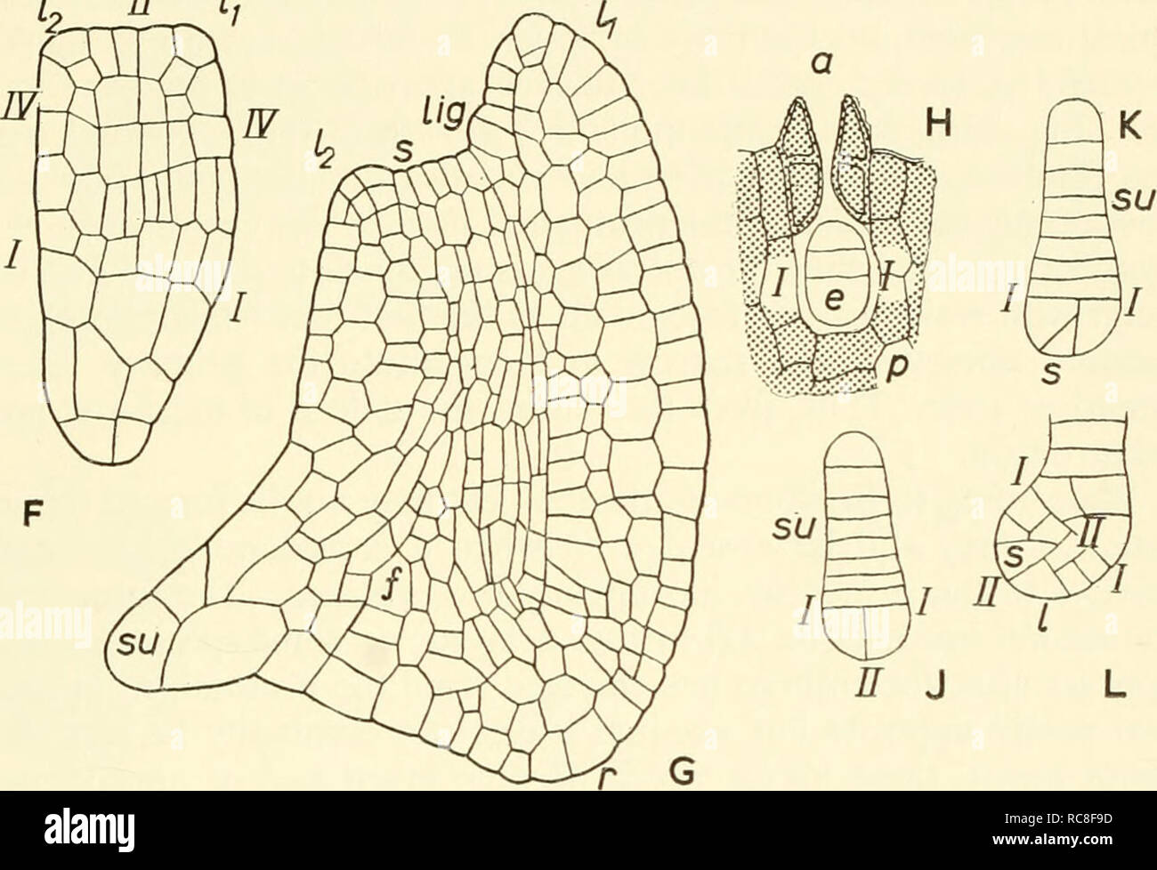 . L'embryogenèse chez les plantes. L'embryologie. Fig. 25. Dans ...