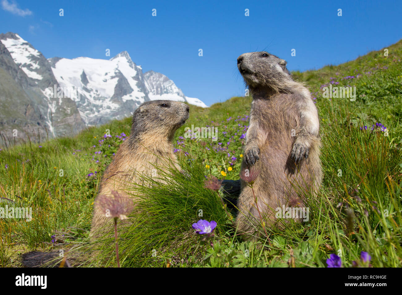 Marmotte des Alpes (Marmota marmota) paire à l'avant de la montagne ...