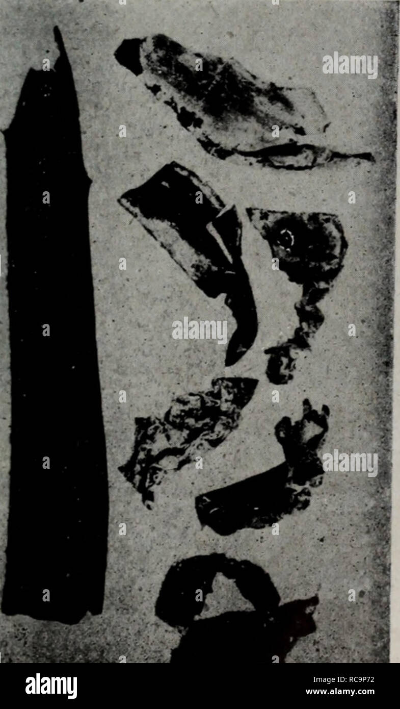 . Dong bei zhi wu yao tu zhi. botanique. §Ç ç84.ç¥^ å·¦ä'ç¥æ¯èå³ä¯'æ ç ...