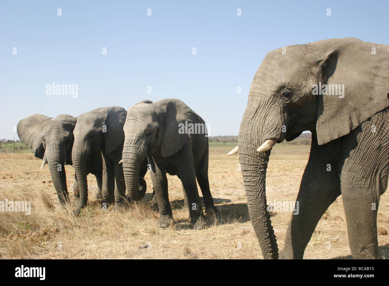 éléphant afrique couché Banque de photographies et d’images à haute ...