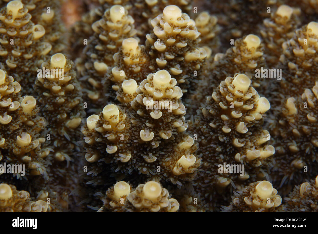 Acropora hyacinthus acropora hyacinthus coral Banque de photographies ...