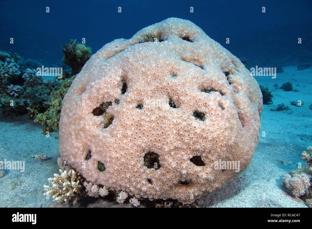 Favia coral Banque de photographies et d’images à haute résolution - Alamy