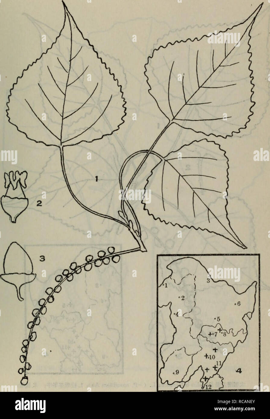 Populus deltoides x populus nigra Banque de photographies et d’images à ...