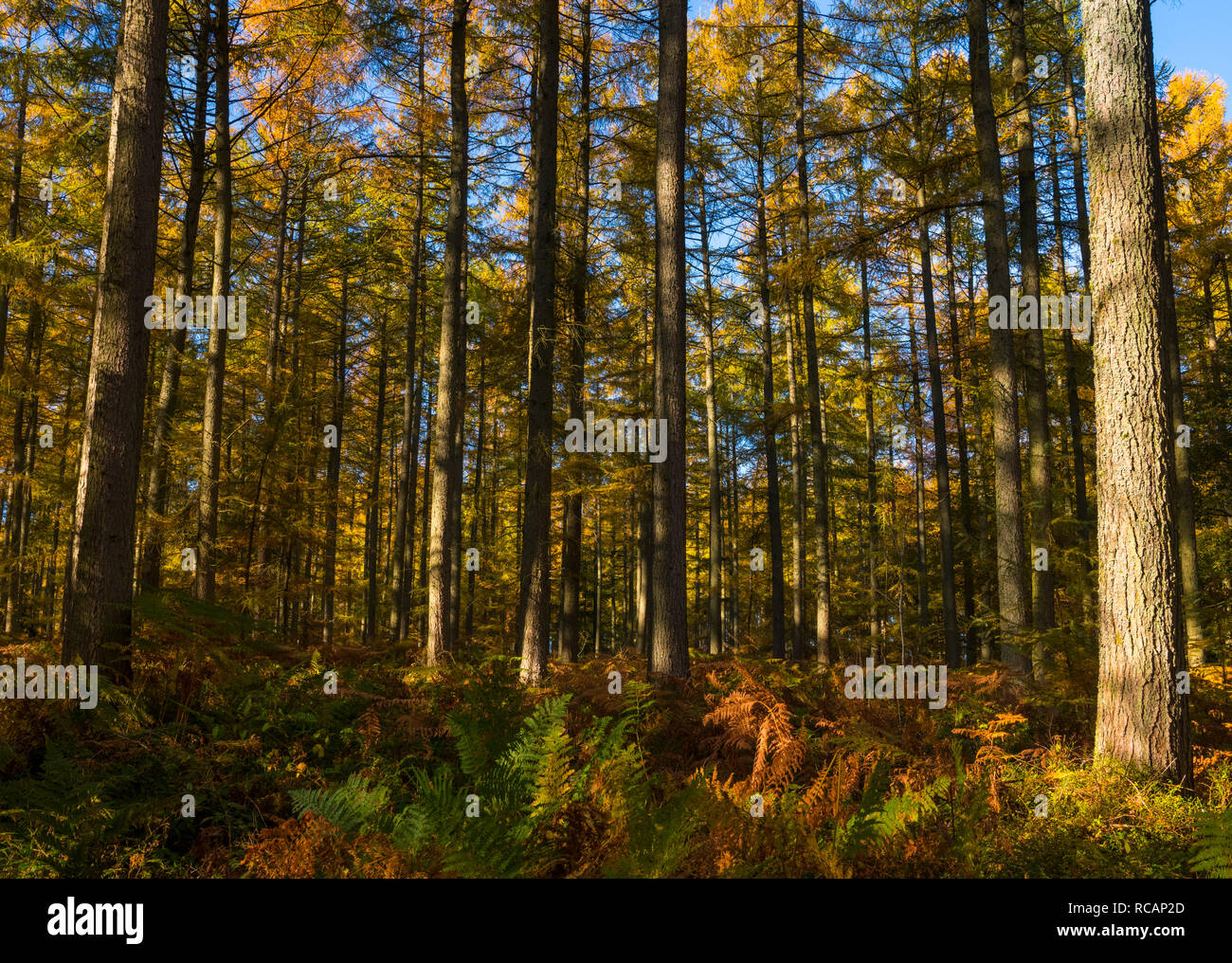 Mortimer forest Banque de photographies et d’images à haute résolution ...