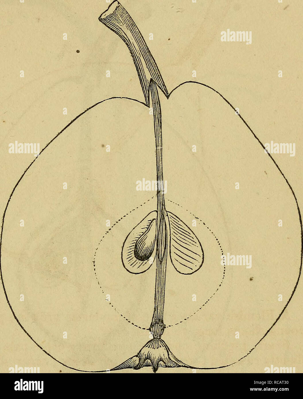 . Elliott ; livre de fruits. La culture des fruits, des fruits. [From ...