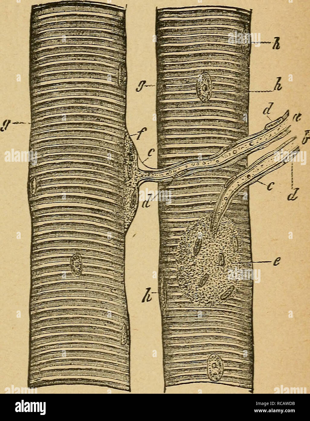 Traction animale Banque de photographies et d’images à haute résolution ...