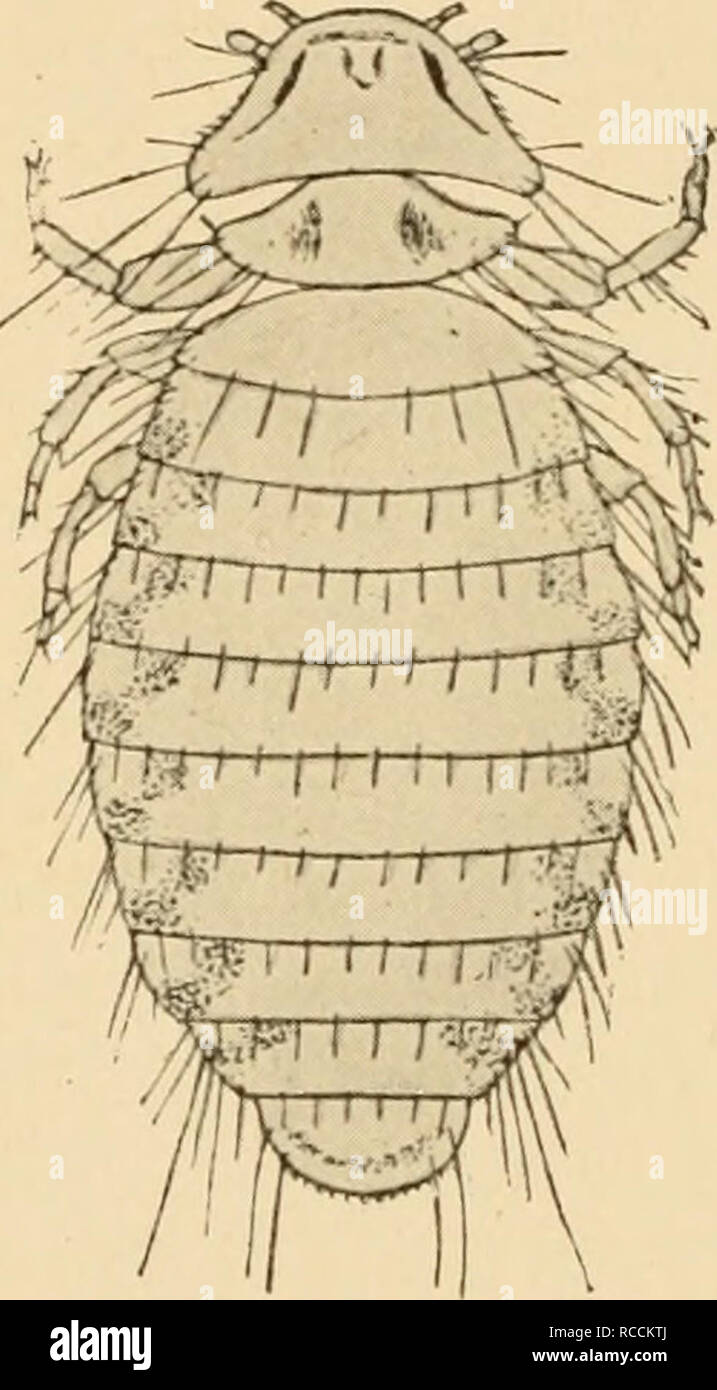 Parasite de poule Banque de photographies et d’images à haute ...